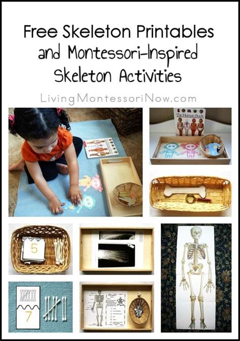 Free Skeleton Printables And Montessori Inspired Skeleton Activities