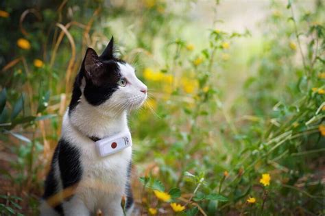 rfid cat tracker atelier yuwa ciao jp