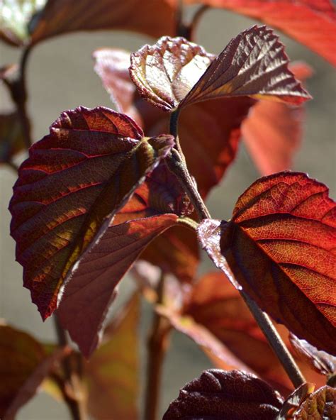 Arrowwood Viburnum Fall
