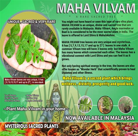 Live Plant Pokok Viral Rare Only In Malaysia Good Luck Maha Vilvam Mahavilvam Bael Rajavilvam