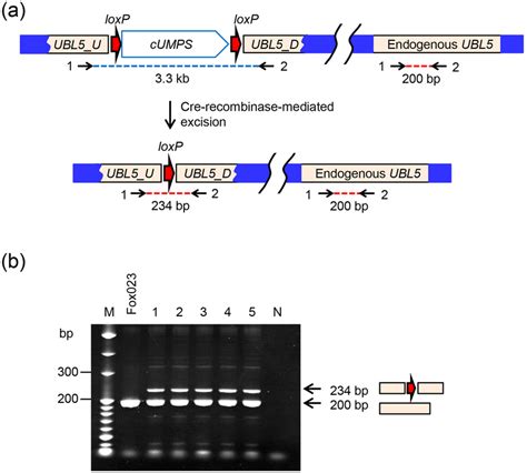 Pcr Analysis To Detect The Cre Recombinase Mediated Excision Of The Download Scientific Diagram