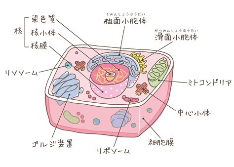 エクソソームを包む脂質膜は生きた膜大阪大学などが解明 大学ジャーナルオンライン