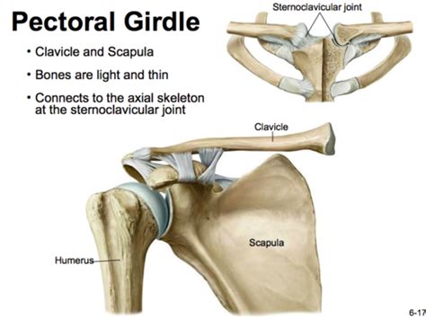 Chapter 8 Anatomy Lecture Bones Pt 2 The Appendicular Skeleton Flashcards Quizlet