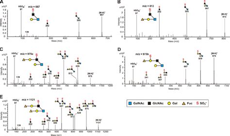 Lc Esi Msms Analysis Of The Sulfated Oligosaccharides On Colonic