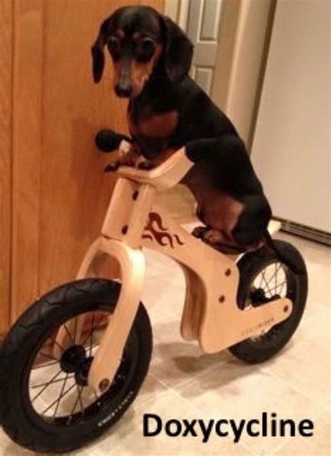 Doxycycline Pharmacy Humor Veterinary Humor Funny Dachshund