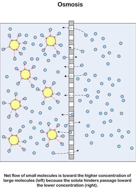 Osmosis Net Flow Of Water Specifically Elementary Science Science Lessons Science Education