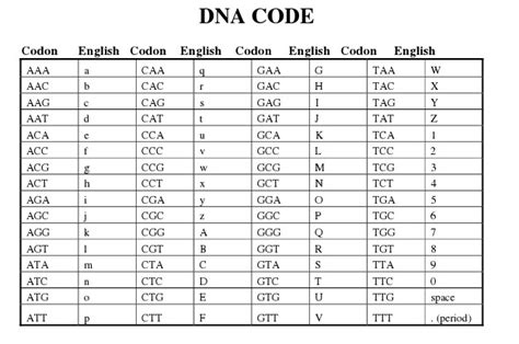 Codon Worksheets Answers