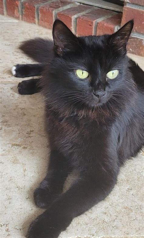 Tip Toe Leon County Humane Society