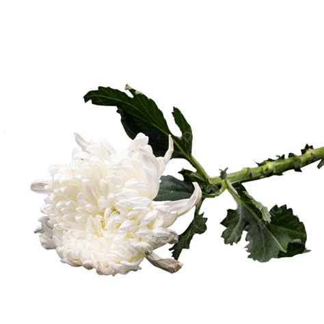 가을 가을 꽃 꽃 흰 국화 충양 중양절 식물 Png 일러스트 및 이미지 에 대한 무료 다운로드 Pngtree