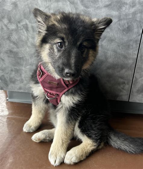 Samoyed Mixed With German Shepherd Samoyed German Shepherd Mix Stock