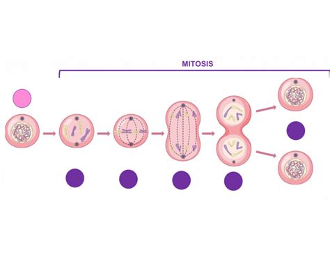 Ciclo Celular Y Fases De La Mitosis Quiz