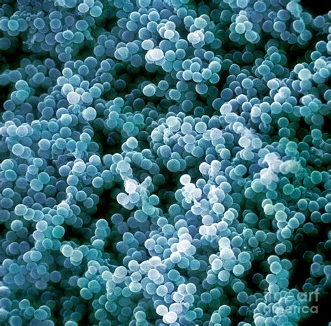 Sem Of Staphylococcus Aureus Photograph By David M Phillips Pixels