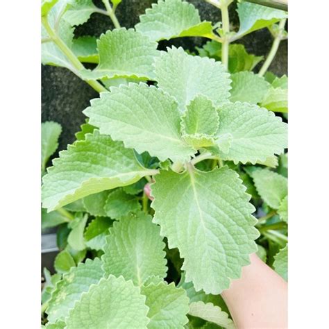 左手香到手香大葉 厚葉 一盆二支 左手香葉子 （建議每單不超過六盆，每株不同照片僅供參考） 蝦皮購物