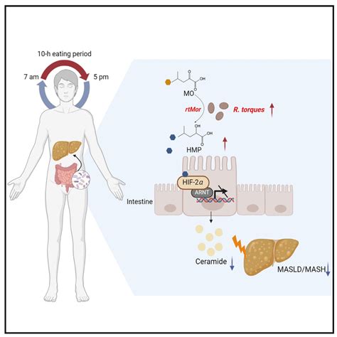 绘谱导读 吃出健康，代谢先行！饮食 代谢 疾病研究链条日益清晰「202408」 肿瘤细胞 氨基酸代谢 非靶向代谢 脂质 多组学代谢流检测