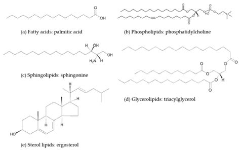 Phospholipid Vs Triglyceride Structure