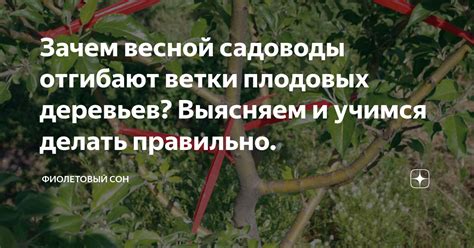Зачем весной садоводы отгибают ветки плодовых деревьев? Выясняем и ...