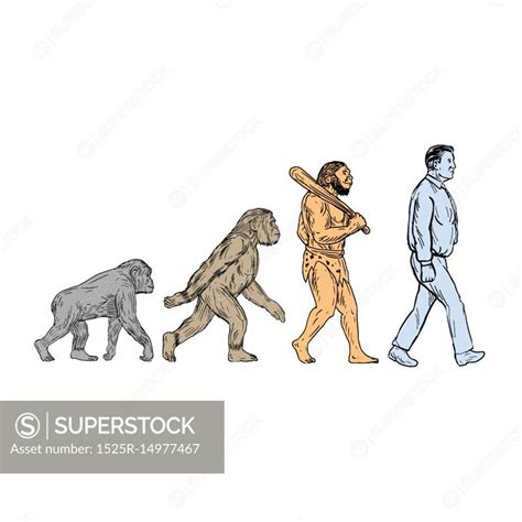 Human Evolution Outline