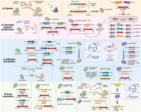 Overview Of The Genetic Manipulation Techniques Employed To Investigate