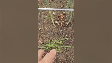 댓글링크 참고아스파라거스 굵게 많이 나오게 하려면 5월하순부터 해줘야할일 아스파라거스재배 아스파라거스키우기 아스파라거스굵게자라게하는법 Youtube