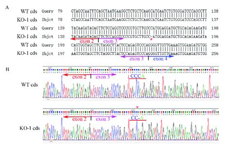 Partial Zkscan3 Cdna Pcr Product Sequencing Of The Wt And The Mutated Download Scientific