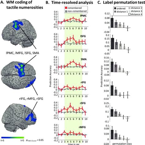 A Brain Regions Coding Information For The Memorized Estimated