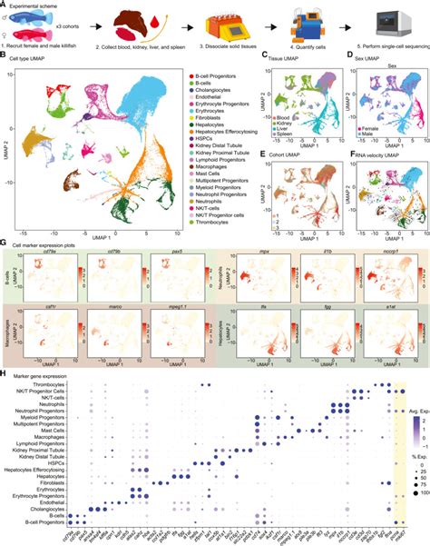 Widespread Sex Dimorphism Across Single Cell Transcriptomes Of Adult