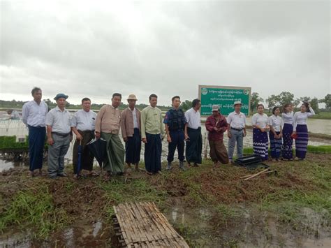 သုံးခွမြို့နယ်တွင် ကောက်စိုက်စက်ဖြင့် မိုးစပါး စိုက်ပျိုးခြင်း သရုပ်ပြပ