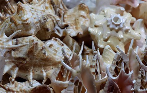 시장에서 바다 포탄 푸 리 바다 해변 저녁 시장에서 소라 조개 0명에 대한 스톡 사진 및 기타 이미지 0명 갈색 개오지조