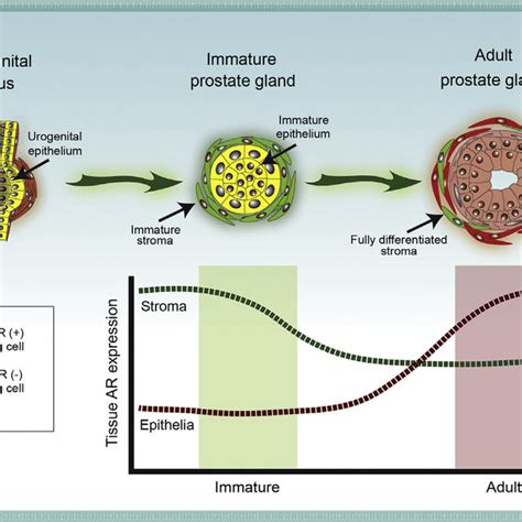 Androgen Receptor Ar Expression In Prostatic Cell Types During