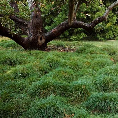 Carex Pensylvanica Pennsylvania Sedge From Willowbrook Nurseries
