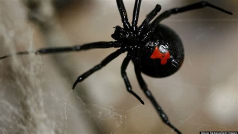 Черная вдова паук самец 72 фото