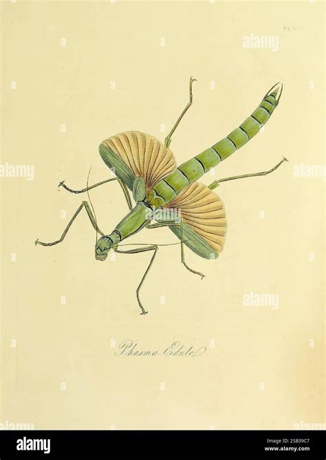 Phasma Edible Hi Res Stock Photography And Images Alamy