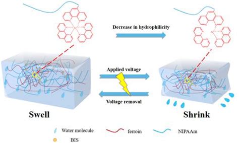 聚n 异丙基丙烯酰胺 铁5 丙烯酰胺 110 菲咯啉基电响应水凝胶的制备与表征journal Of Polymer Science