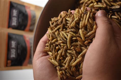 Bug Me Larvas Secas Barf Chile