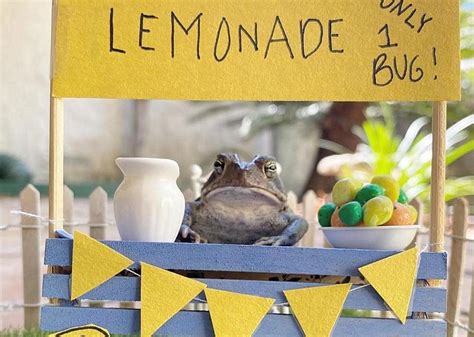 Follow Toby The Florida Toad For Your Daily Dose Of Cuteness