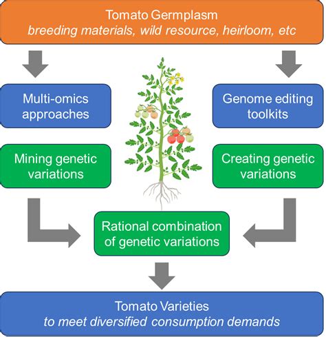 中国农业大学园艺学院 科研成果 园艺学院杜敏敏课题组等合作综述番茄分子育种研究进展