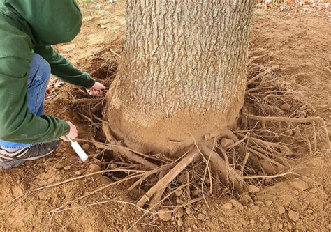 Common Tree Root Problems In Eastern Massachusetts And The Greater