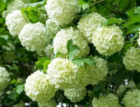 Flores Pompones Un Toque De Magia Para Tu Jardín