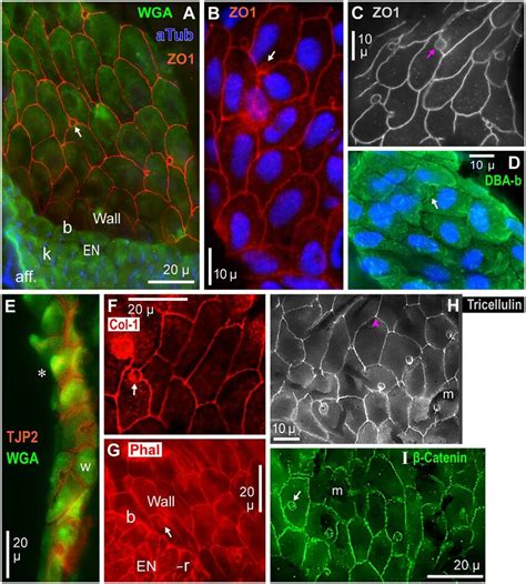 ampulla wall cells junction immunolabel and lectin surface label