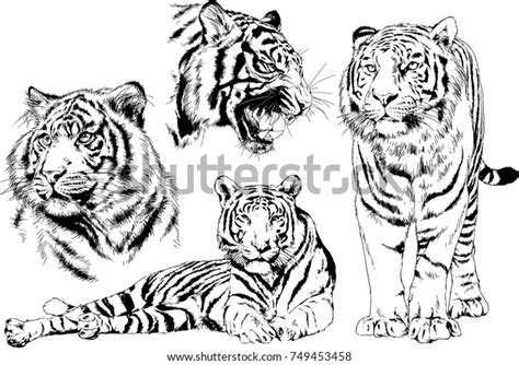호랑이스케치 31759개가 넘는 로열티 프리 라이선스 대상 스톡 벡터 및 벡터 아트 Shutterstock
