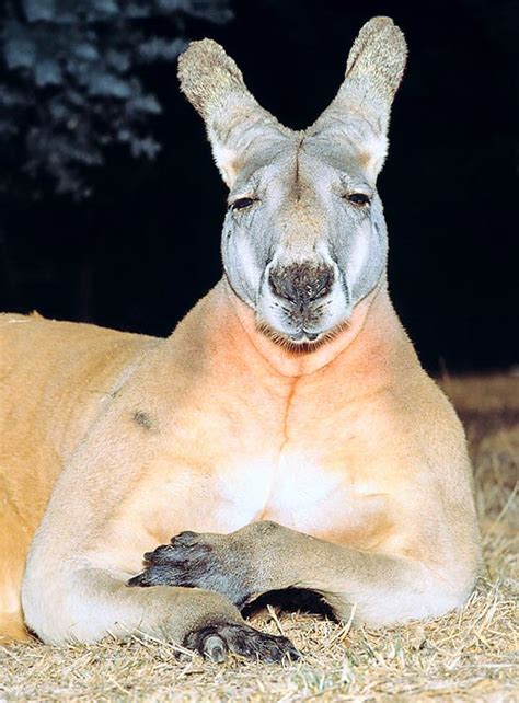 Macropus Rufus Monaco Nature Encyclopedia