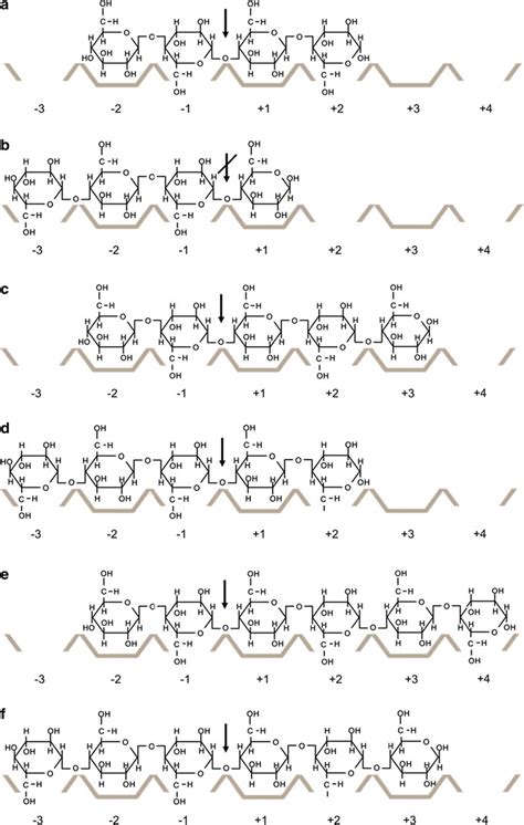 Schematic Drawing Of The Substrate Binding Subsites And Catalysis
