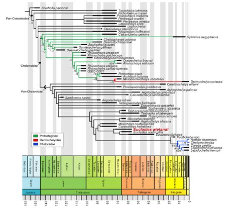 Time Calibrated Strict Consensus Phylogeny Of Select Fossil And Extant