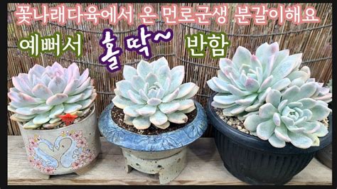 먼로금군생이 의외로 말썽 없이 잘 커요 ~ 꽃나래다육에서 온 먼로금군생 보여드리고 분갈이도해요 Youtube