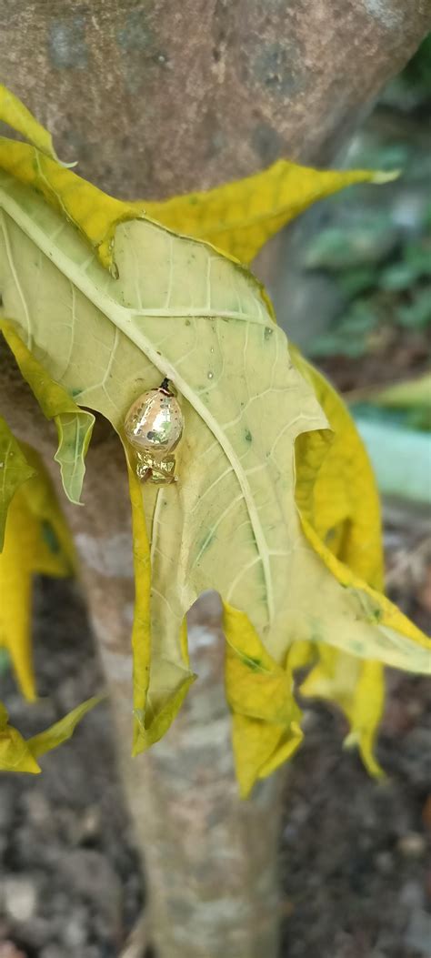 What Is This Bug My Father Said Its A Cocoon Of Something Southeast