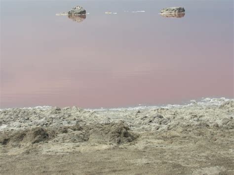 Halobacterium Salinarum From Fremont Ca Usa On August 17 2020 At 0943 Am By Paul K Davis