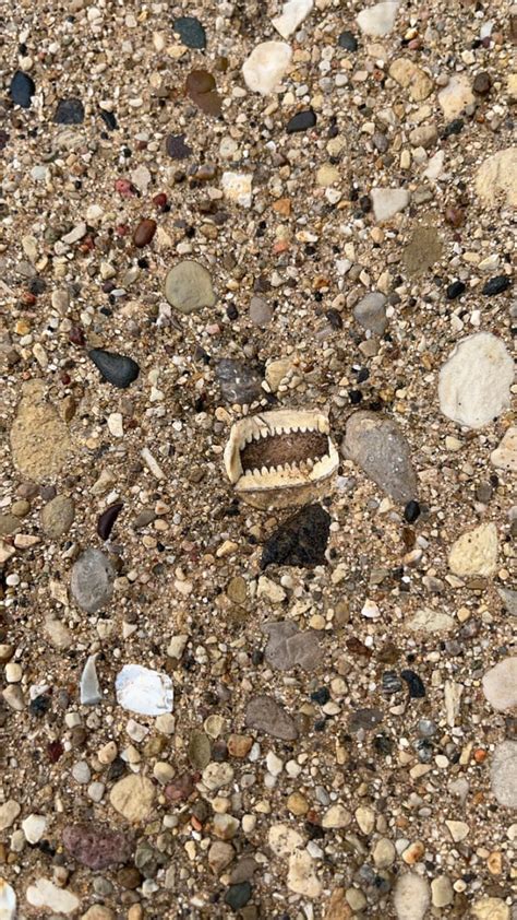 Crinoid Fossil R Fossilid