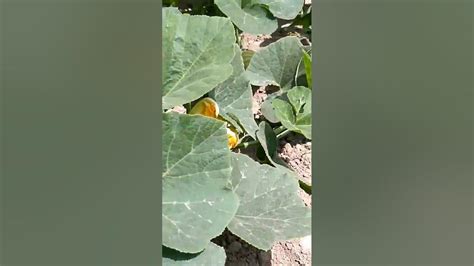 حلوا کدو اور مرچ Youtube