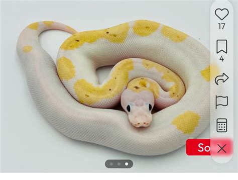 Ball Python Identification Please Ball Pythons Morphmarket Reptile