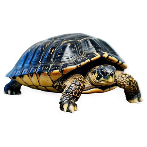 Download Turtle Shell A